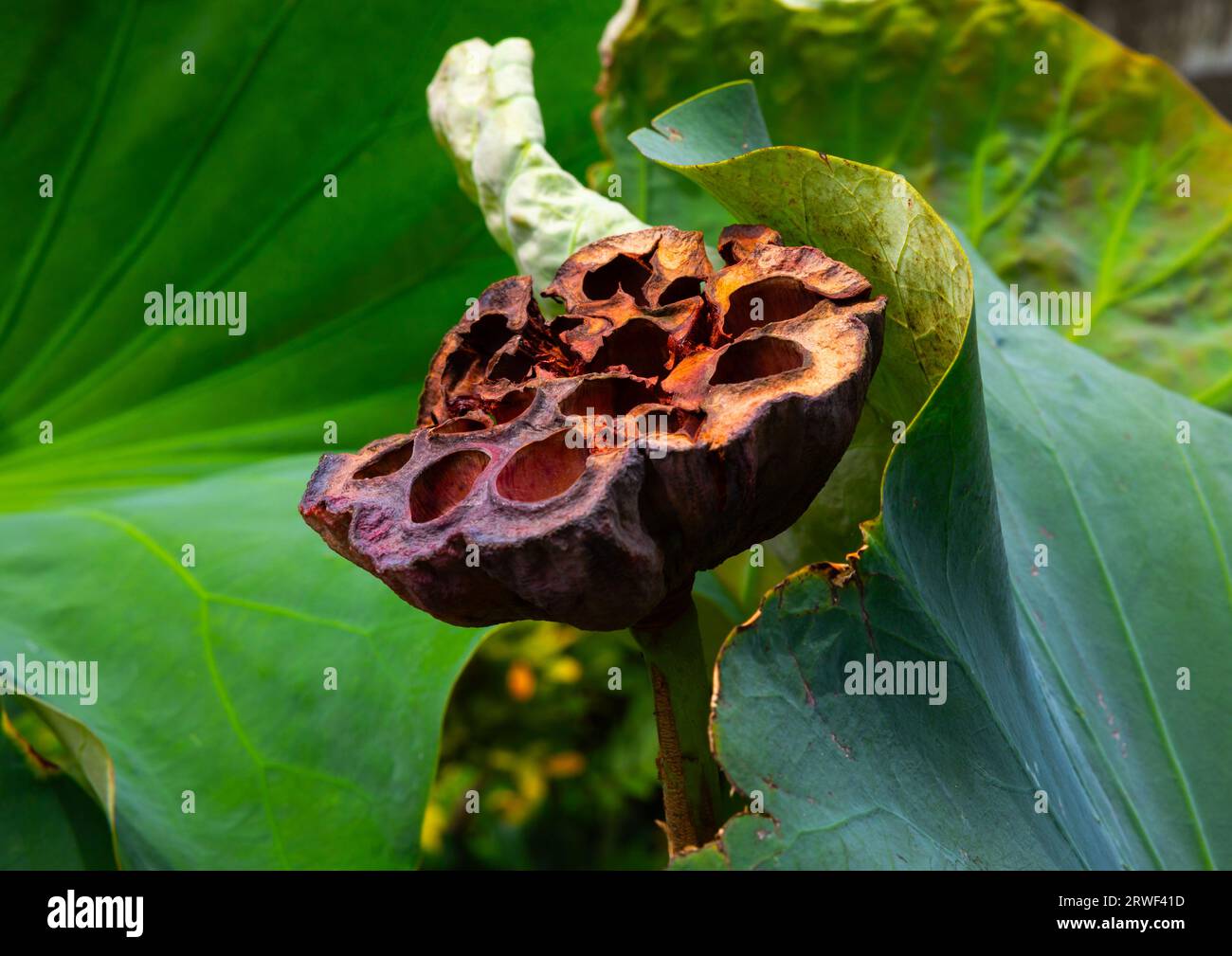 Dried lotus pod at Zhu Zi Hu aka Bamboo lake, Beitou, Taipei, Taiwan ...