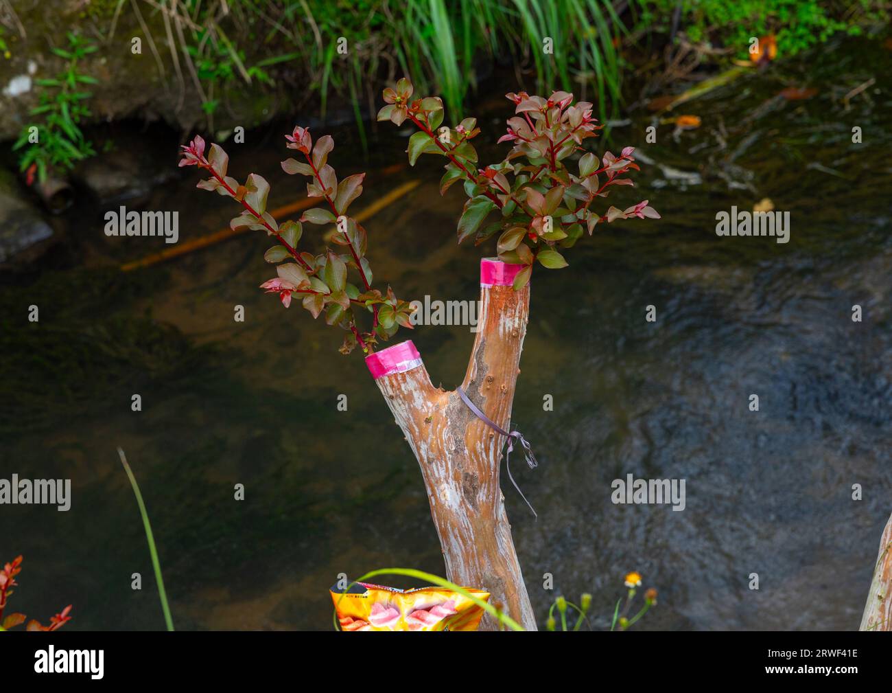 Plant transplant at Zhu Zi Hu aka Bamboo lake, Beitou, Taipei, Taiwan ...