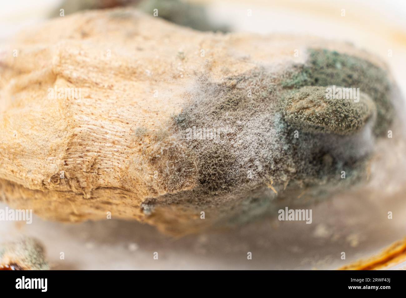 Mold on food macro on a white background. The danger of mold, stale ...