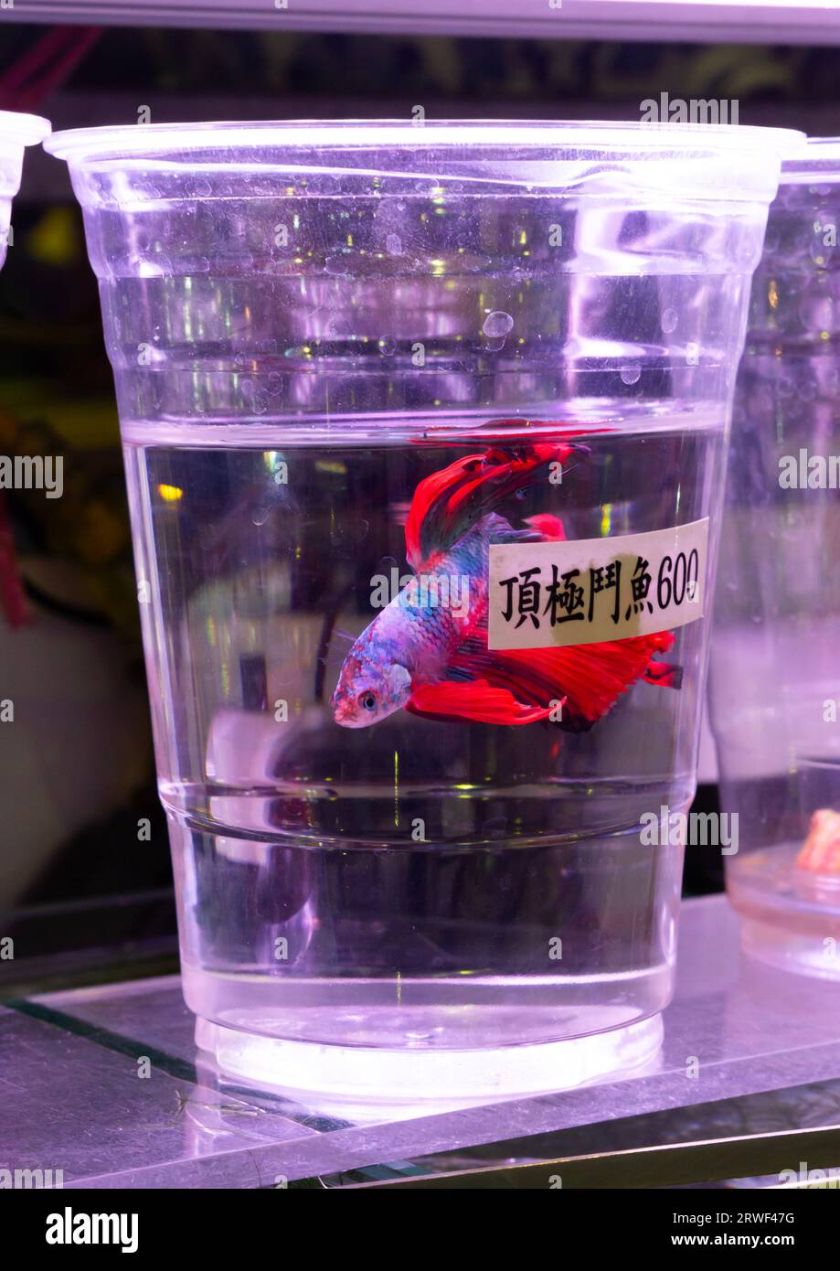 Taiwan wildlife hi-res stock photography and images - Alamy