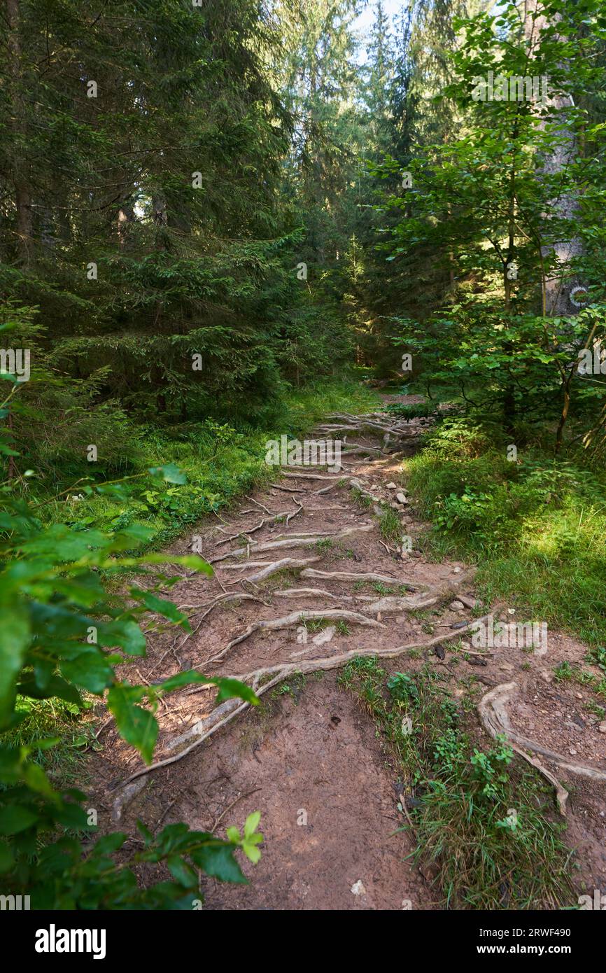Protruding roots of pine trees in the lush forest in the mountains ...