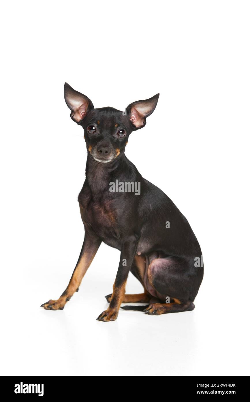 Miniature Pinscher over white studio background. Studio shot of ...