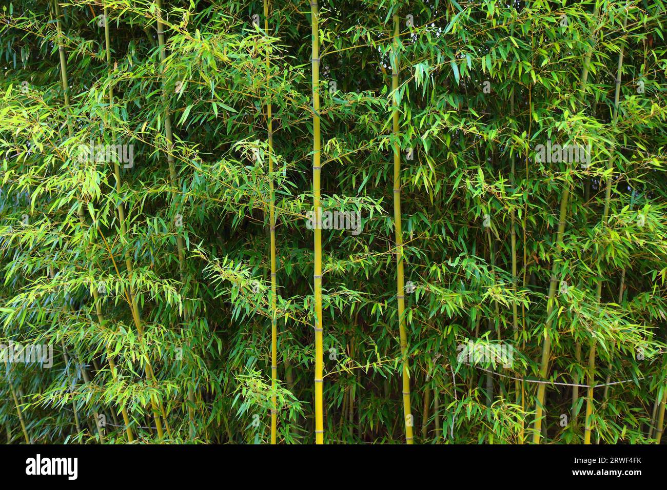 Bamboo grove background - green bamboo garden in Jeonju, South Korea ...