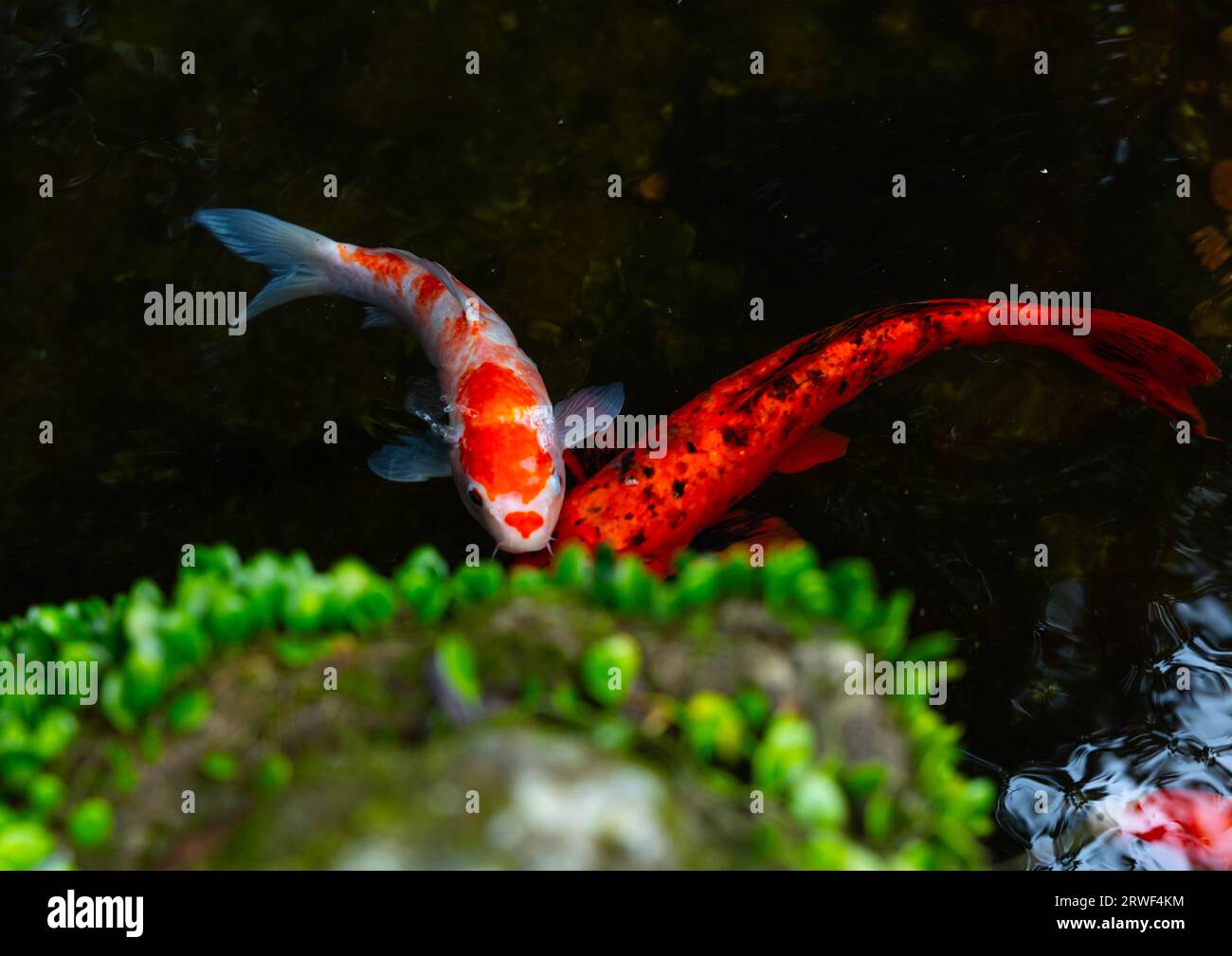 Japanese koi fishes or carps in Zhu Zi Hu aka Bamboo lake, Beitou ...