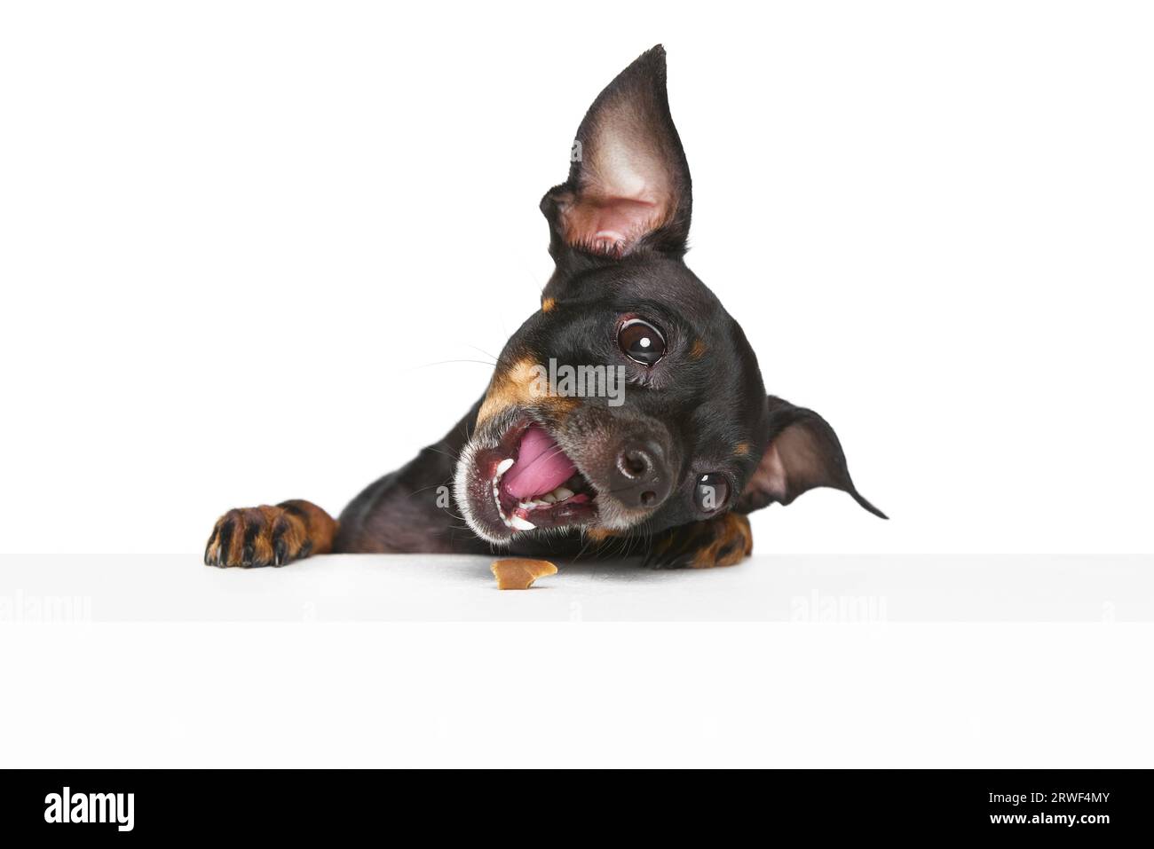 Portrait with playful Purebred Prague ratter dog posing catching cookie ...