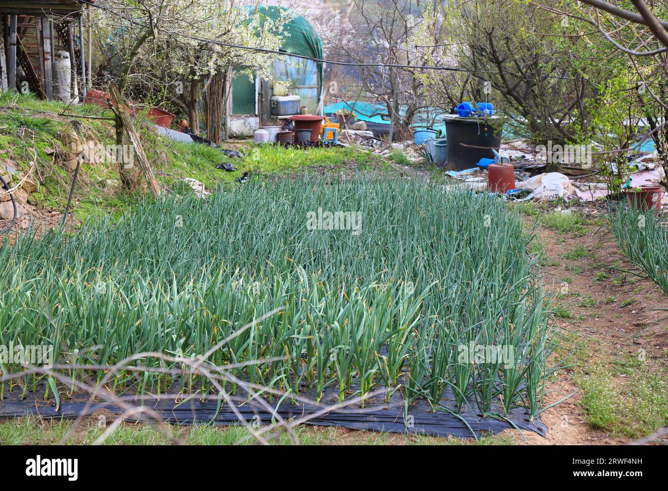 Allotment garden in Busan, Korea. Small scale private urban agriculture ...