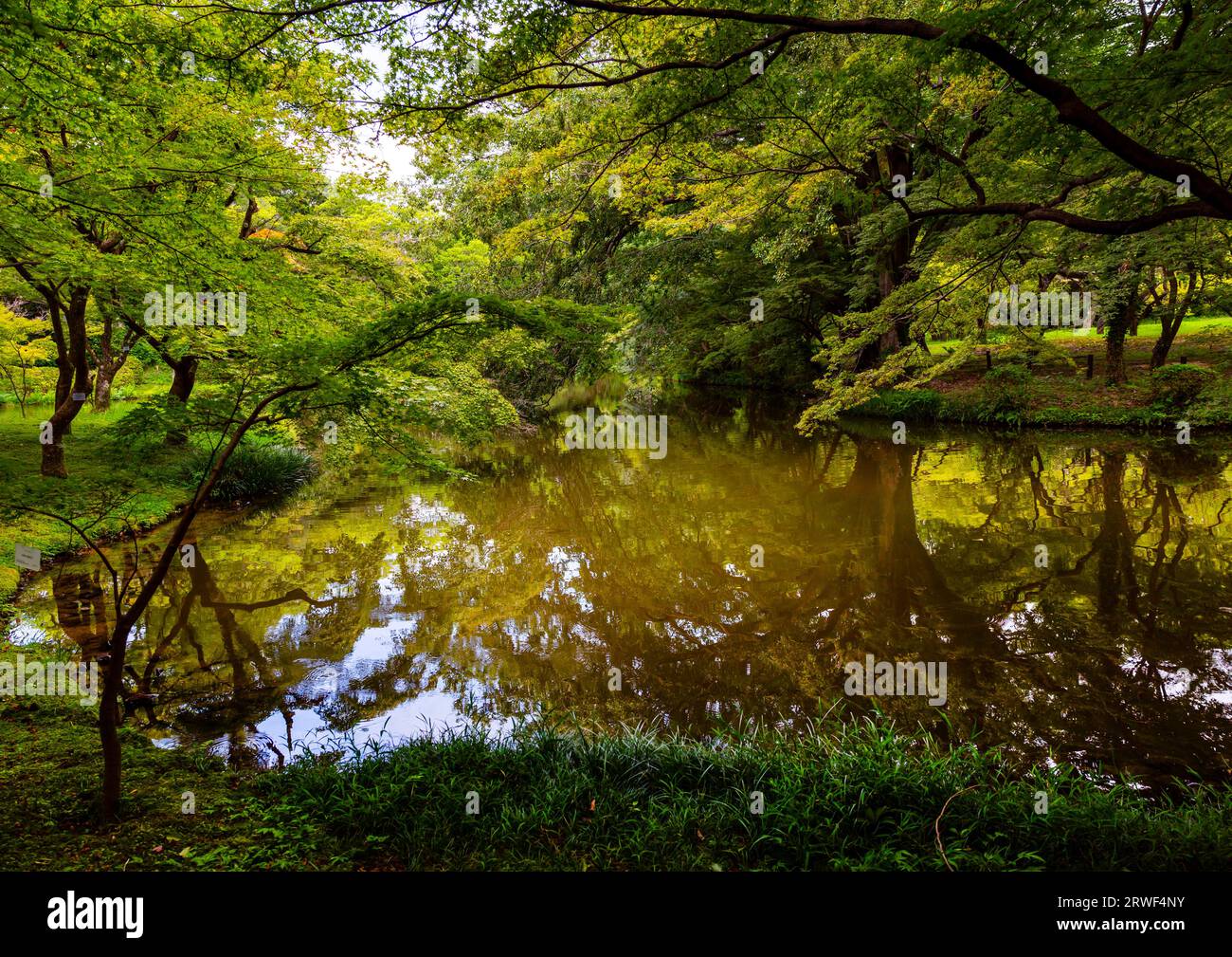 Water pond in Kyoto botanical garden, Kansai region, Kyoto, Japan Stock ...