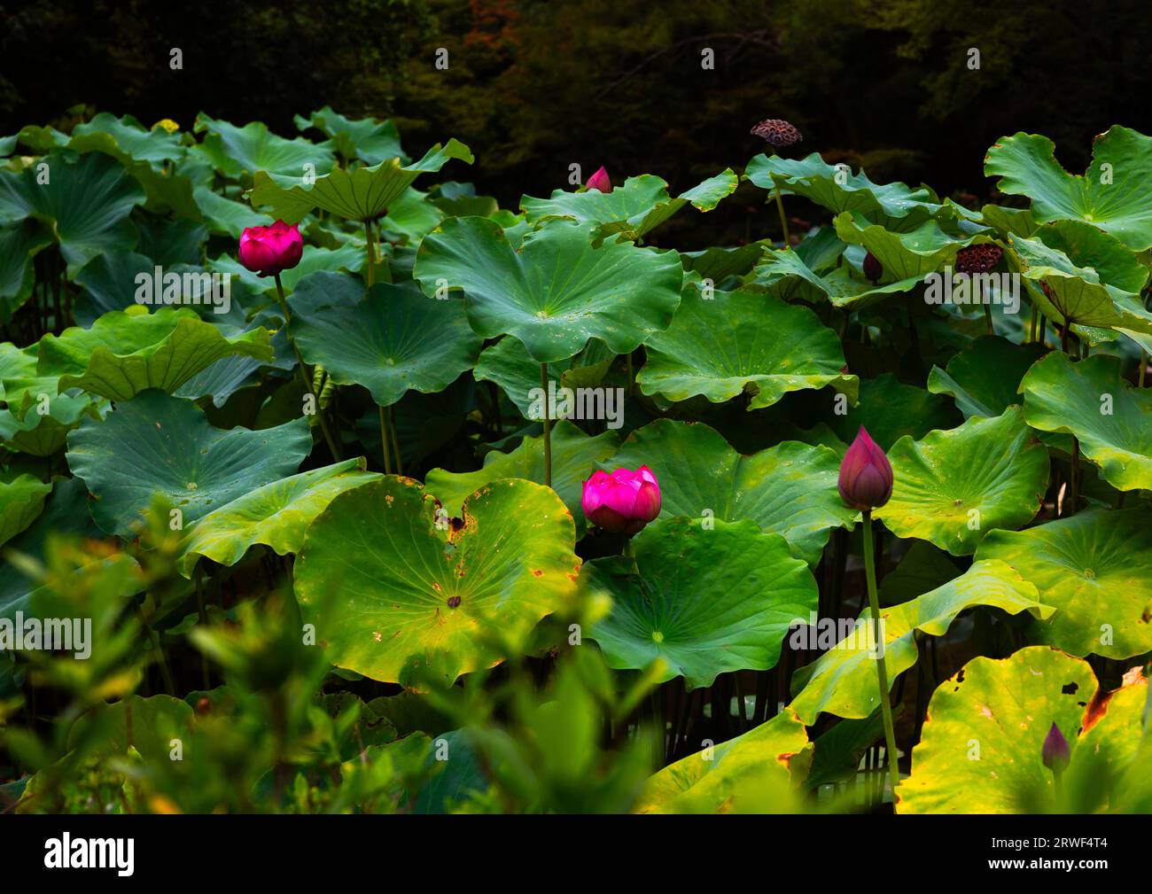 Japan 2023 478 hi-res stock photography and images - Alamy