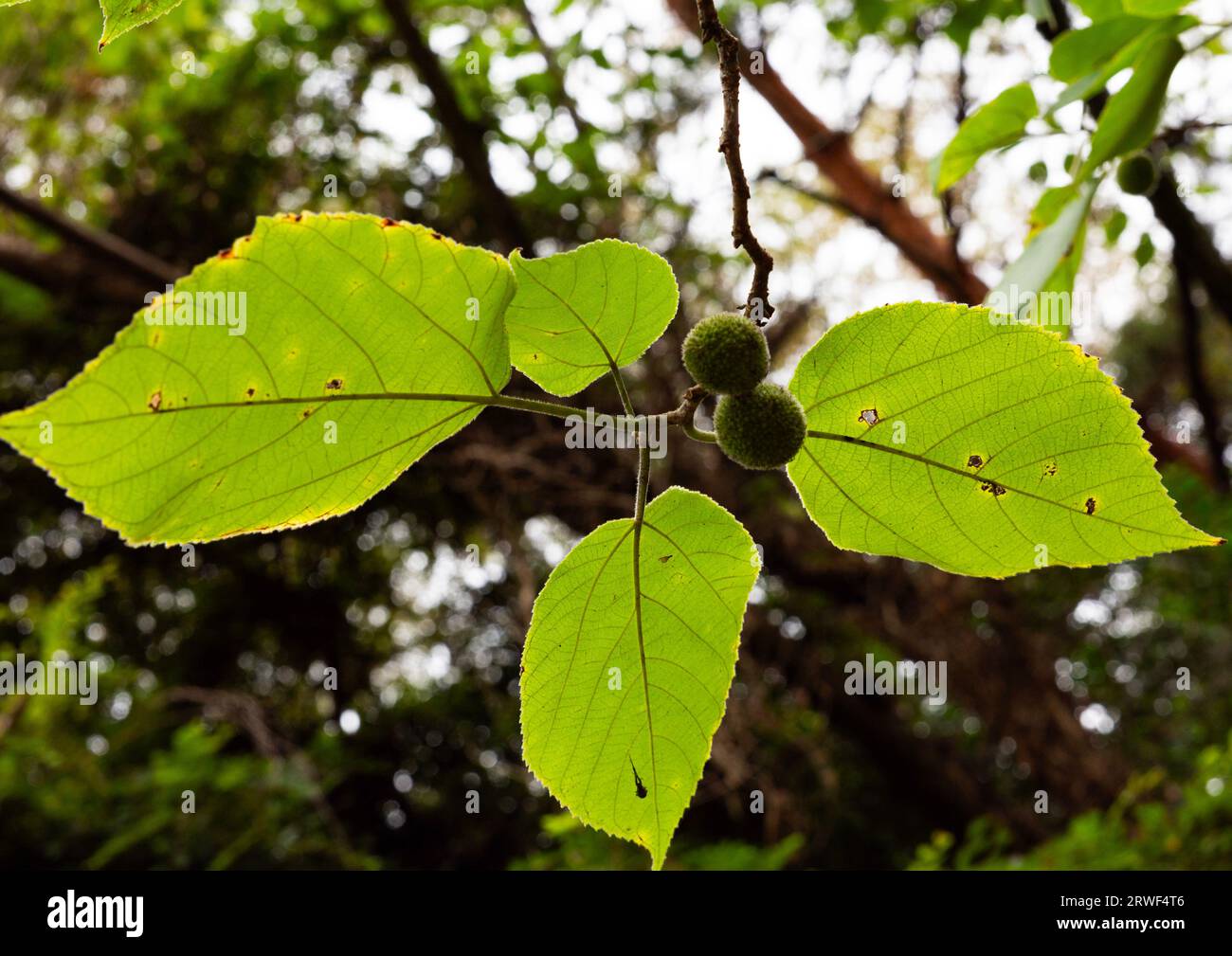 Mulberry tree used for Washi paper in Kyoto botanical garden, Kansai ...