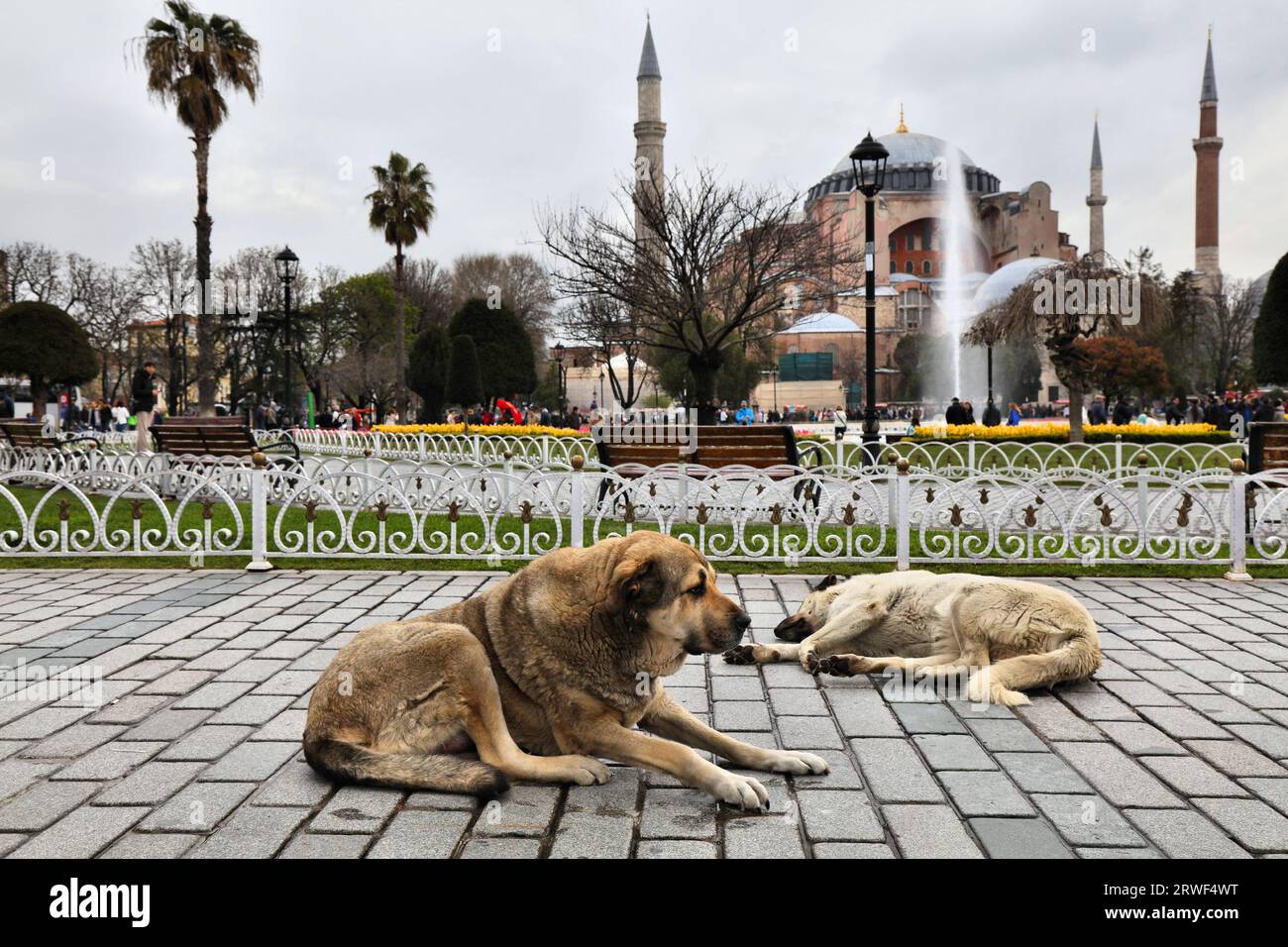 Stray dogs in downtown Istanbul. Hagia Sophia mosque in background ...
