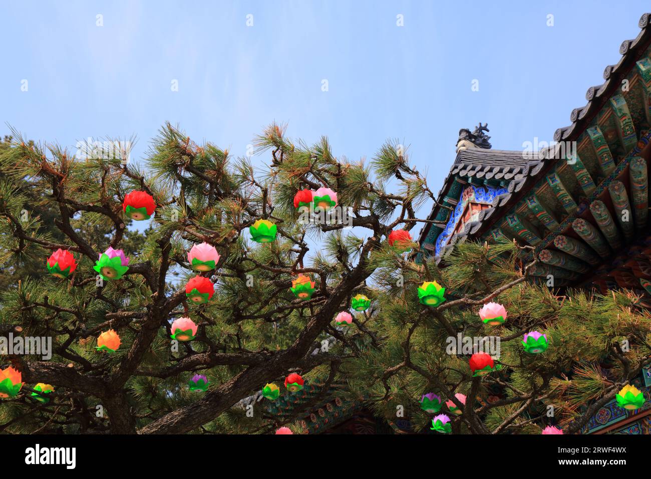 Lotus lanterns on pine tree next to Haedong Yonggungsa Temple in Busan ...