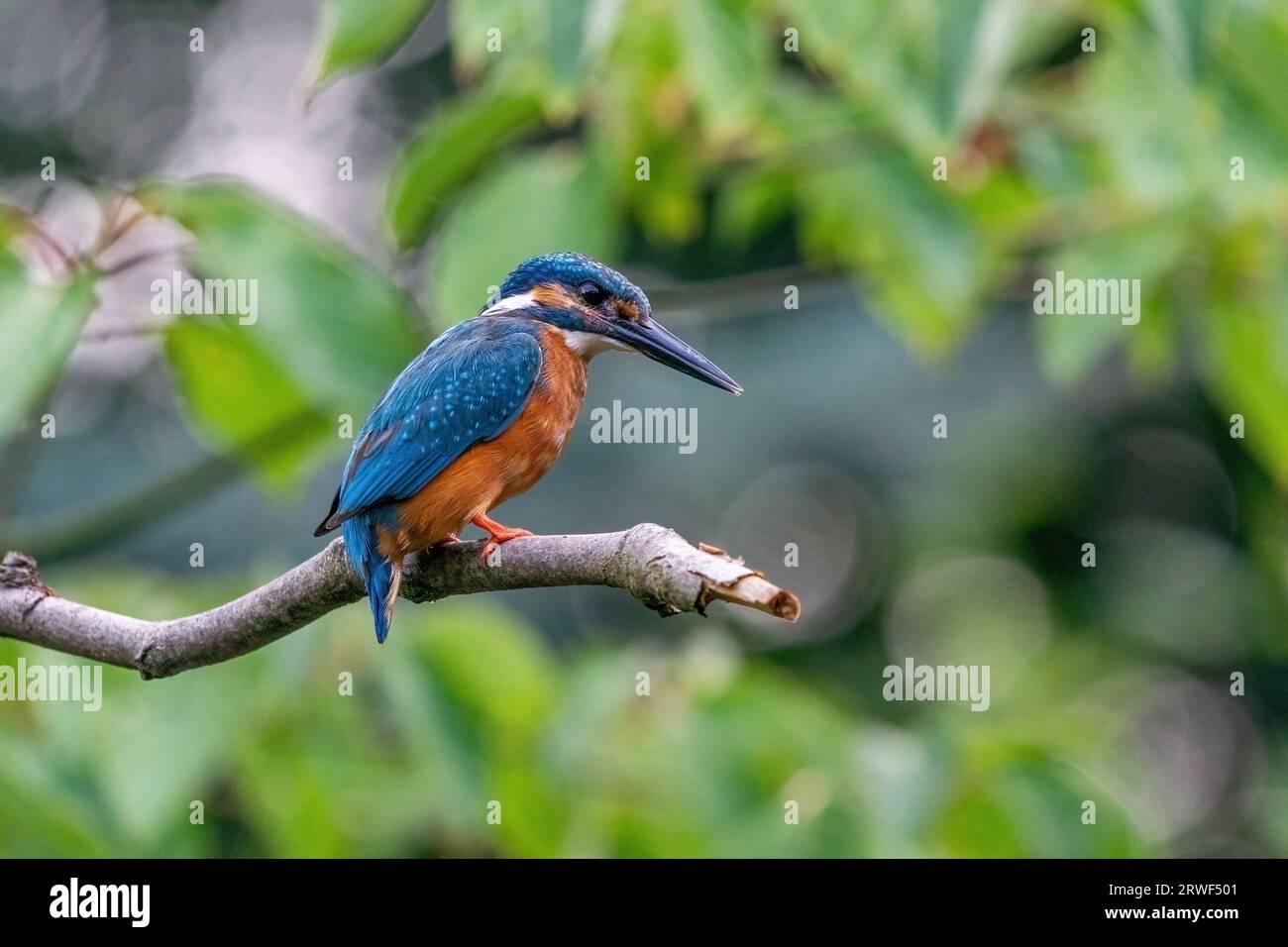 Colorful king fisher bird on a branch of a tree waiting to catch a fish ...