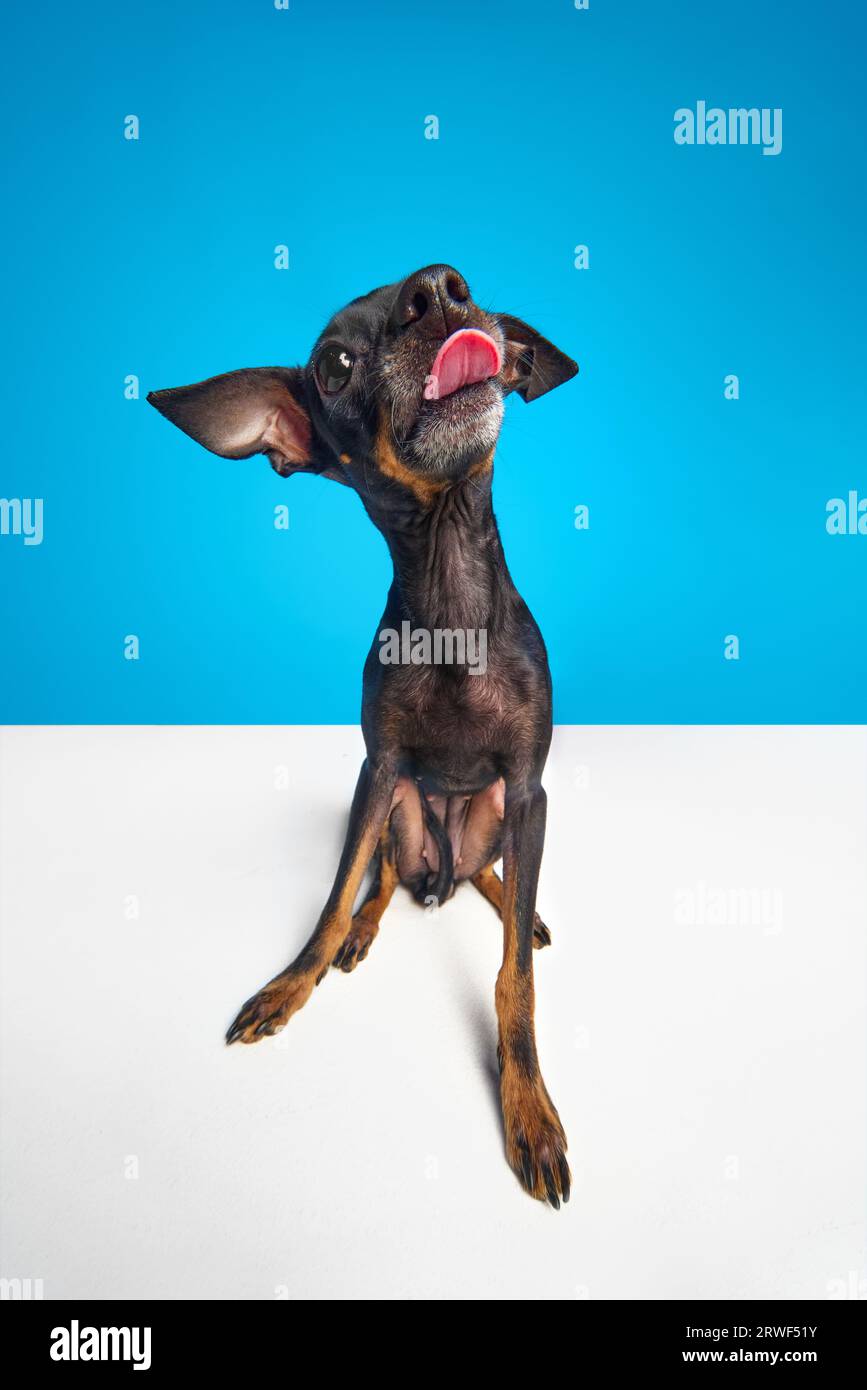 Wide angle view shot. Funny miniature Pinscher dog, Prague ratter ...