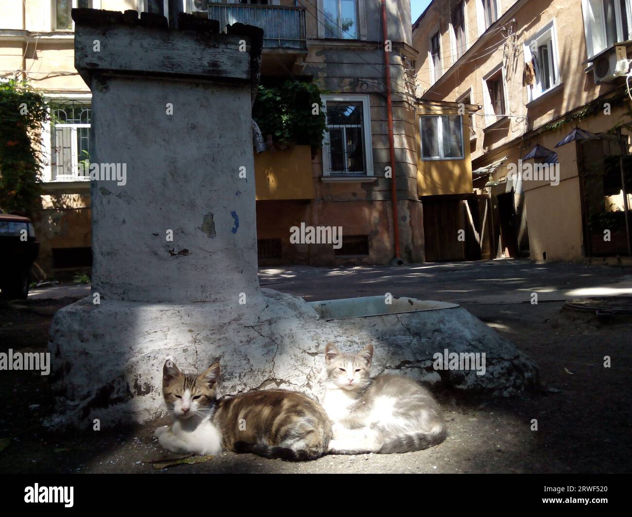 Odessa cat hi-res stock photography and images - Alamy