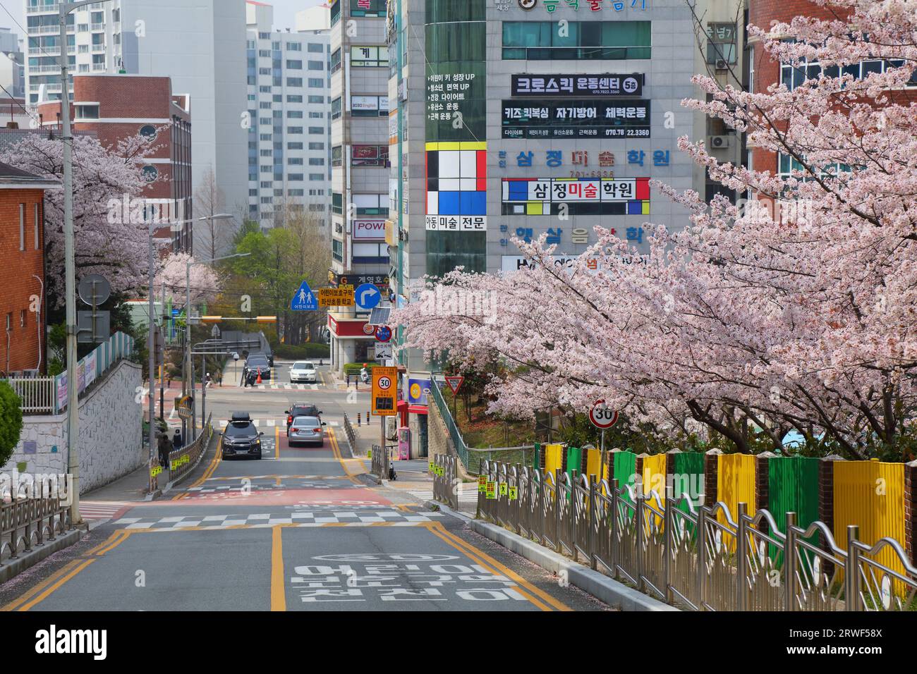 BUSAN, SOUTH KOREA - MARCH 29, 2023: Street view with cherry blossoms ...