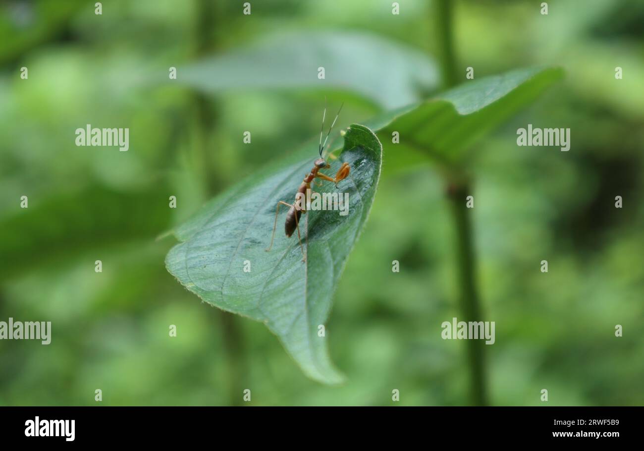 Soft focus view of a small brown color praying mantis insect with blue ...