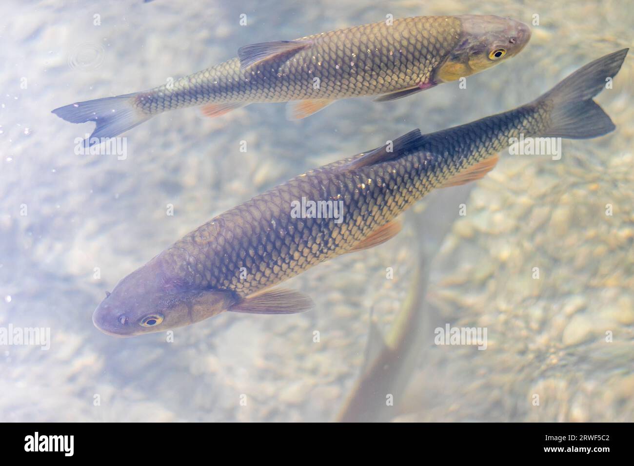 fish in water, the common chub below the surface in the shallows of the ...