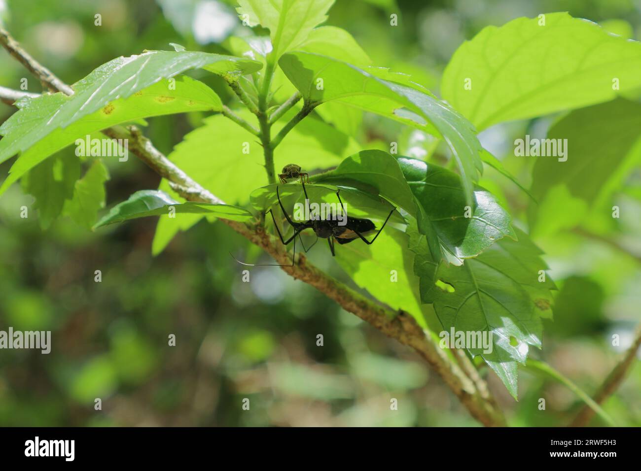 Predation method hi-res stock photography and images - Alamy