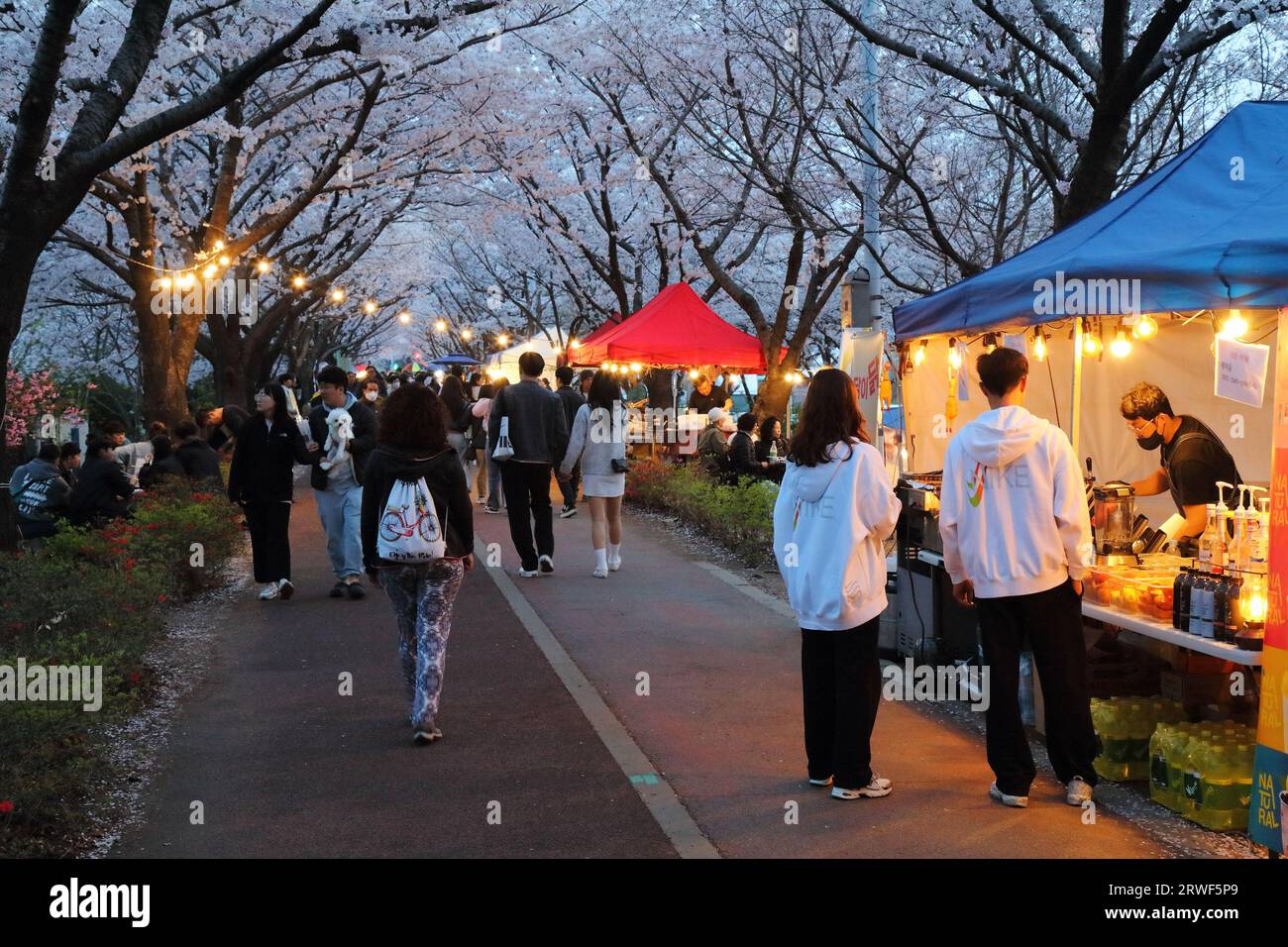 BUSAN, SOUTH KOREA - MARCH 30, 2023: People visit Nakdong Embankment ...