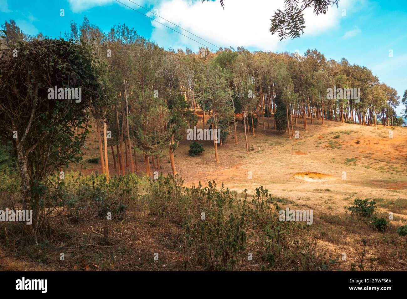 North mbooni forest hi-res stock photography and images - Alamy