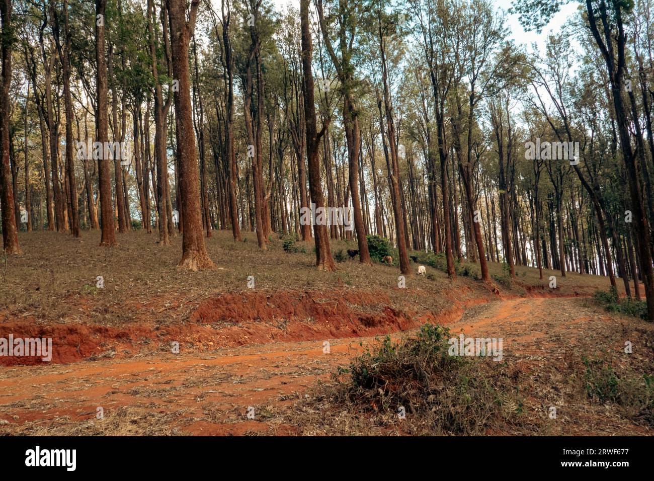 Mbooni forest hi-res stock photography and images - Alamy