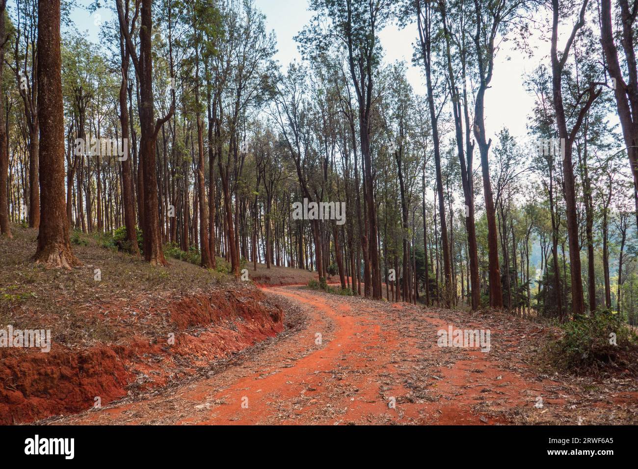 Mbooni forest hi-res stock photography and images - Alamy