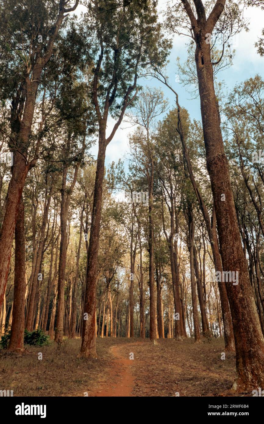 Mbooni forest hi-res stock photography and images - Alamy