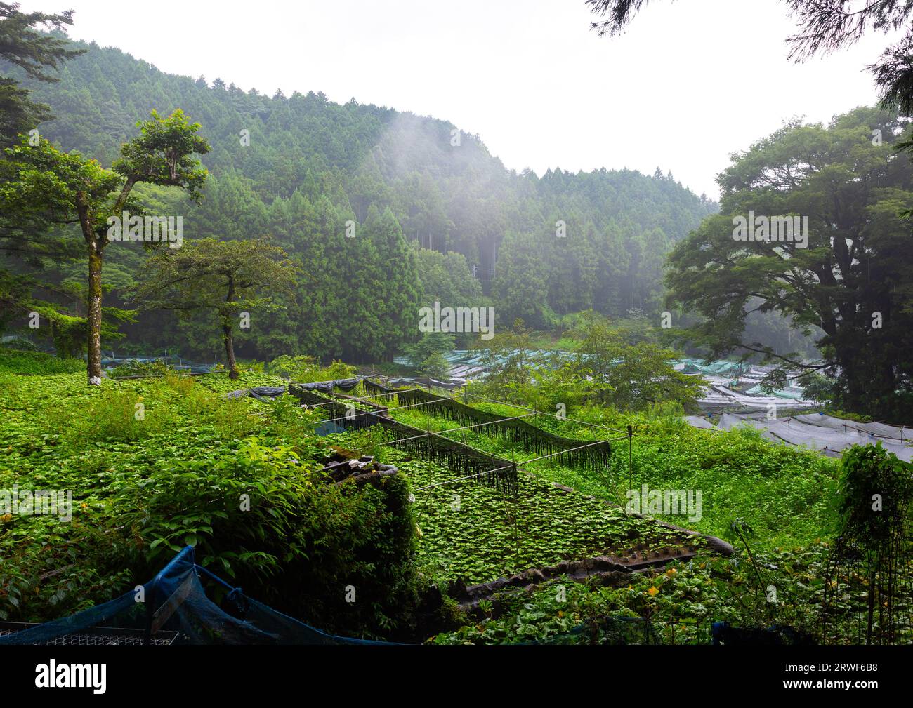 Cultivation of wasabi crops in the hills, Shizuoka prefecture, Ikadaba ...