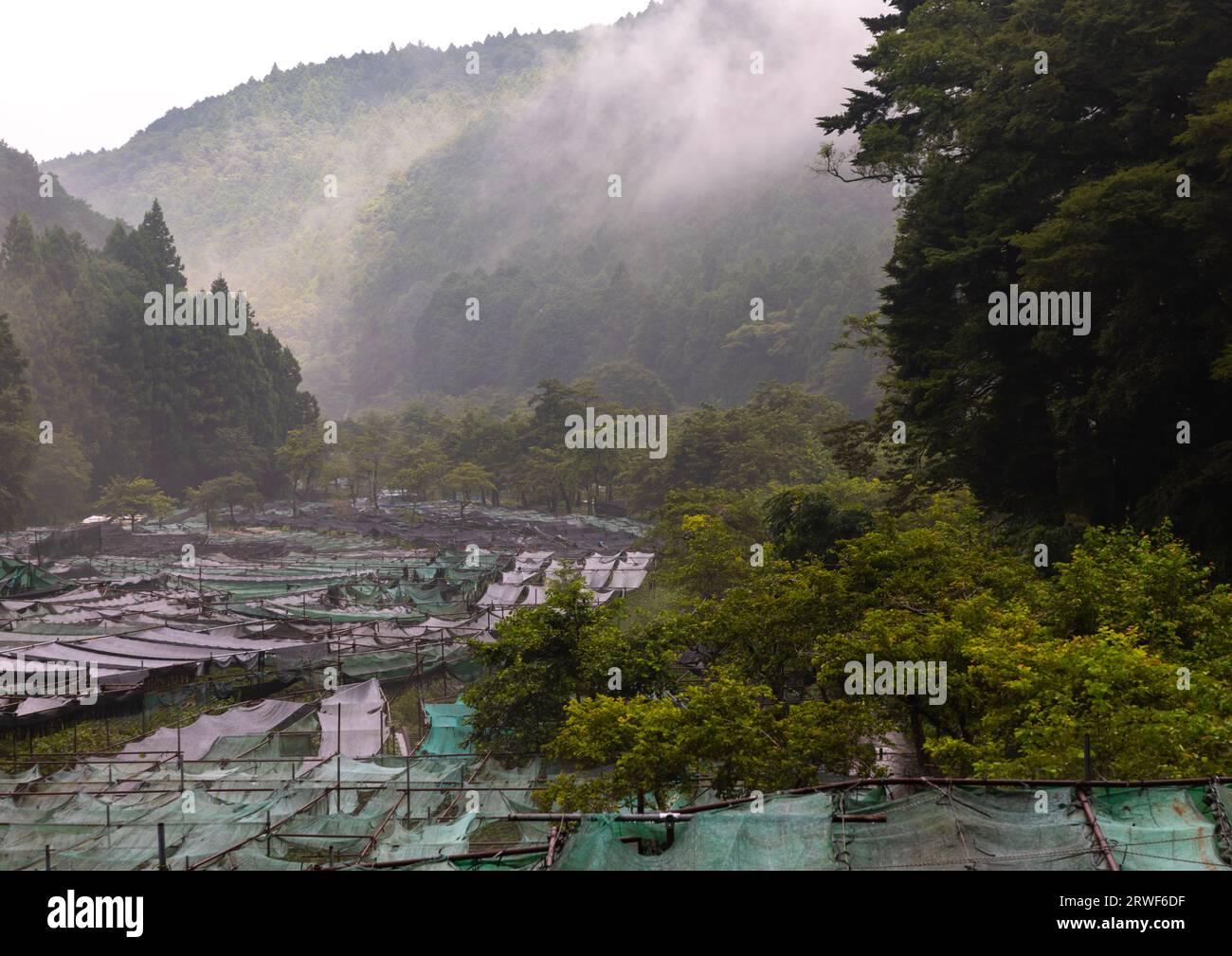 Cultivation of wasabi crops in the hills, Shizuoka prefecture, Ikadaba ...