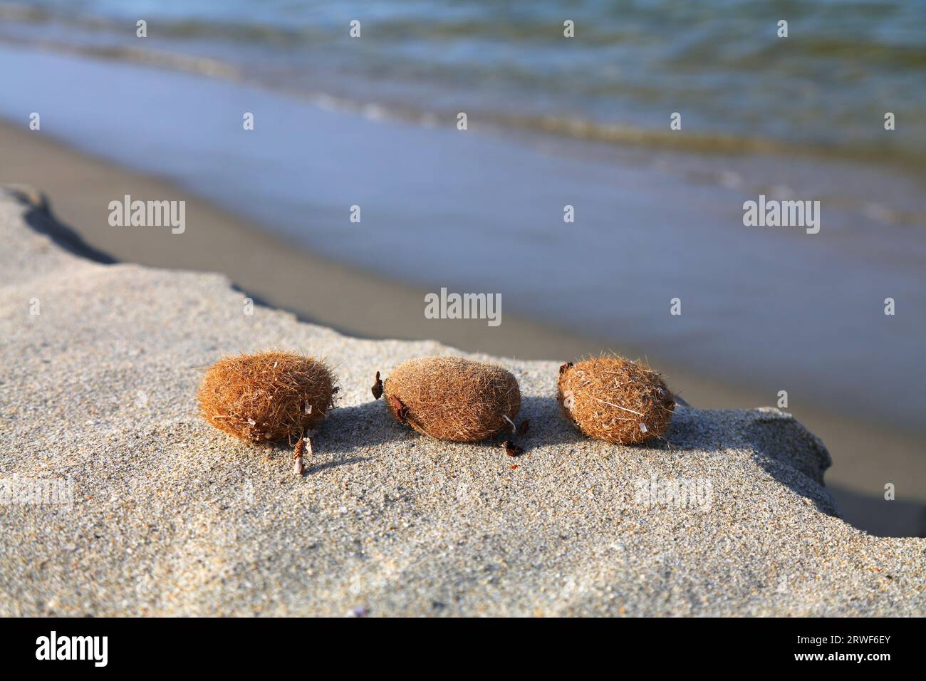 Sea balls or aegagropila - packed seagrass fibres dried on a beach in ...