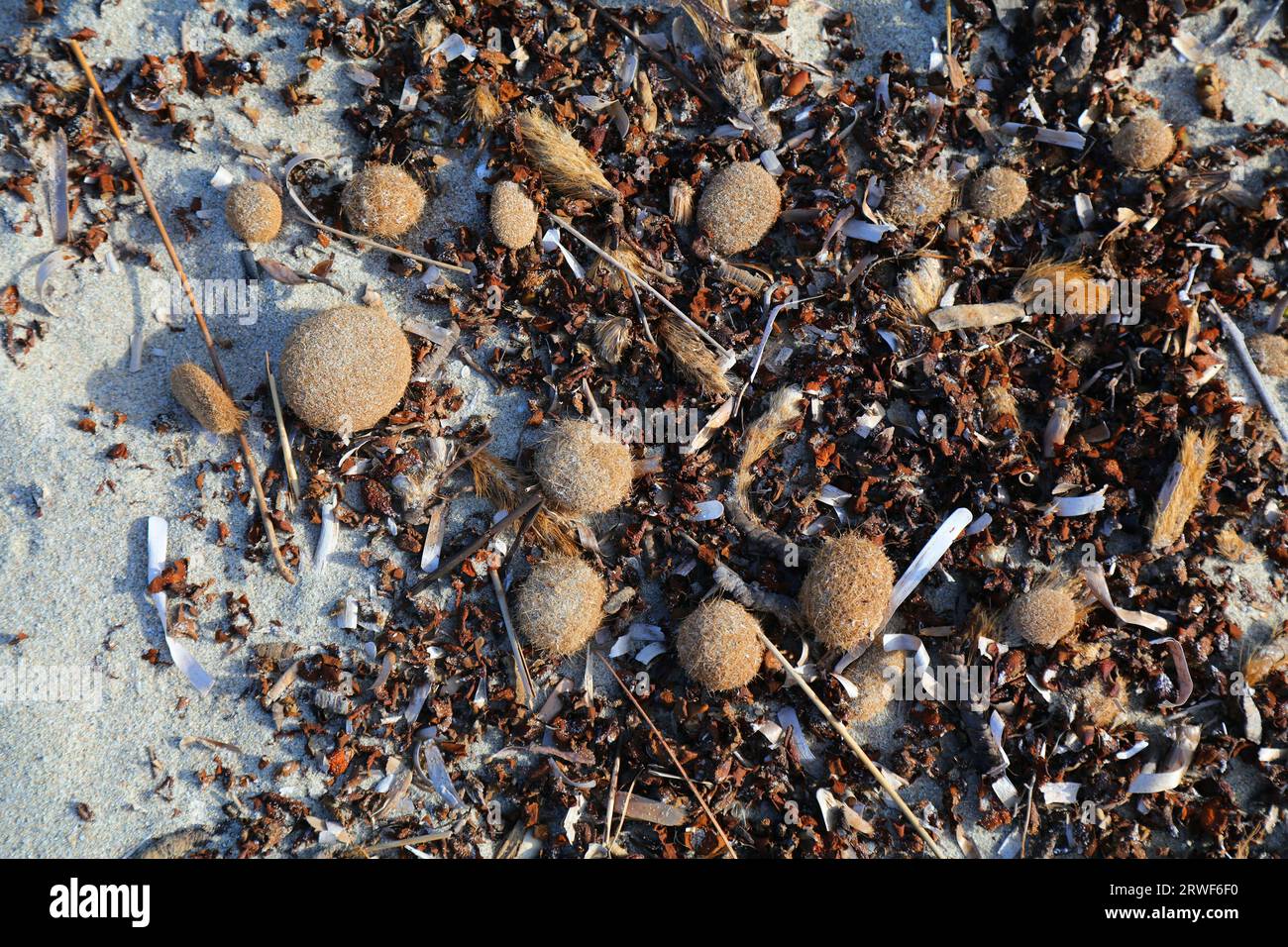 Sea balls or aegagropila - packed seagrass fibres dried on a beach in ...