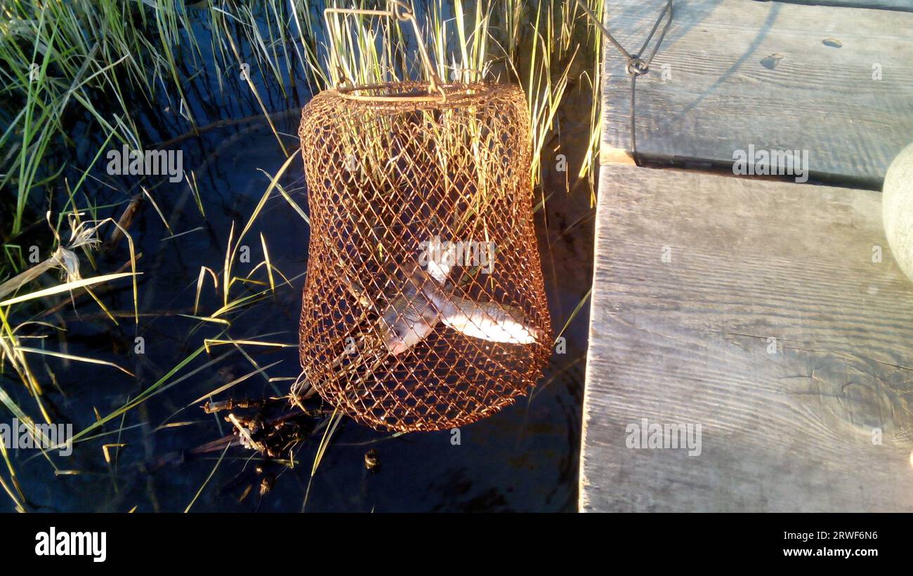 Fish in an old fishing cage. Fishing. Catching fish. Carasses Stock ...