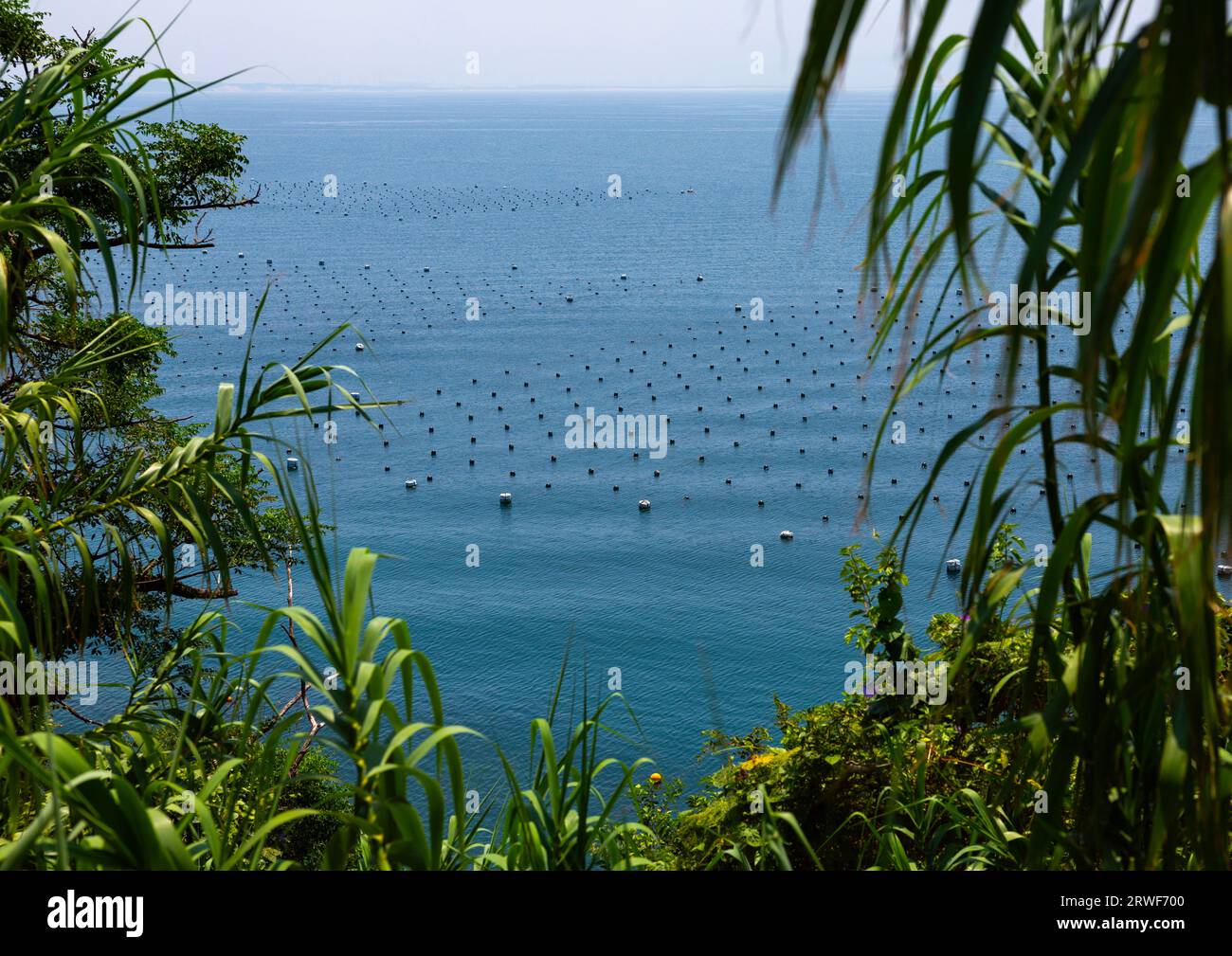 Pearls culture in the sea, Ainoshima Island, Shingu, Japan Stock Photo ...