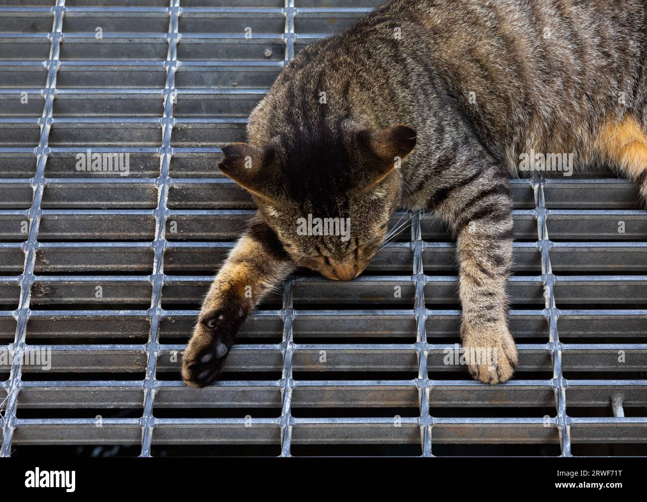 Sleeping cat in Cat Island, Ainoshima Island, Shingu, Japan Stock Photo ...