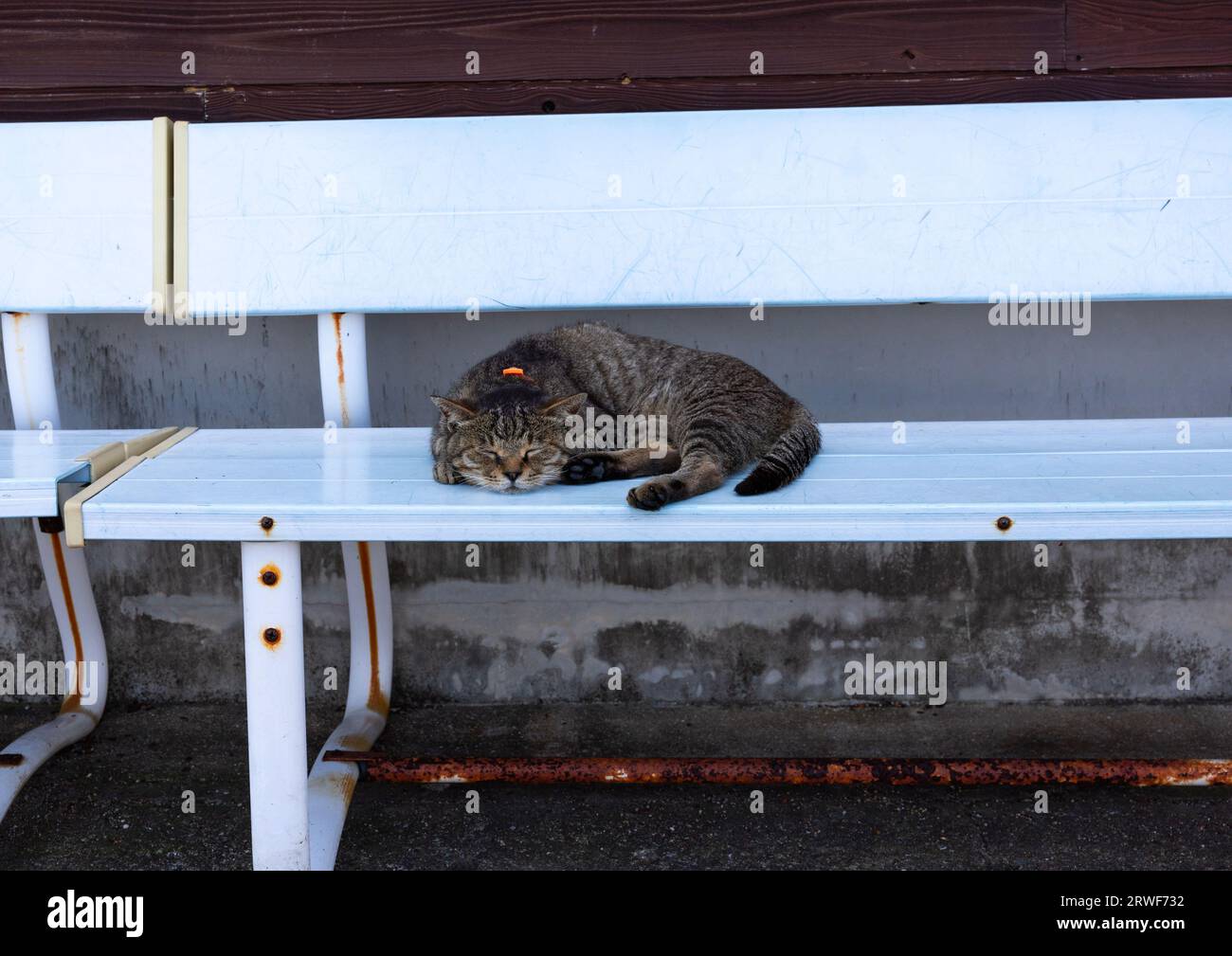 Sleeping cat on a bench in Cat Island, Ainoshima Island, Shingu, Japan ...