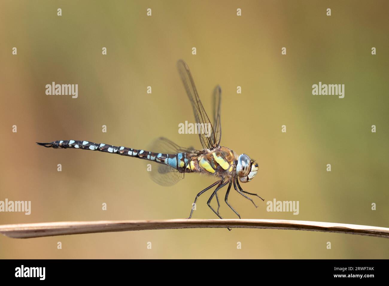 Migrant hawker dragonfly in flight Stock Photo - Alamy