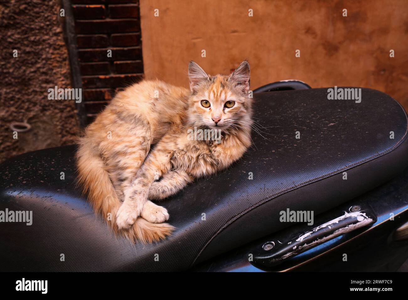 Street cats of Marrakech, Morocco. Local domestic cat sitting on a ...