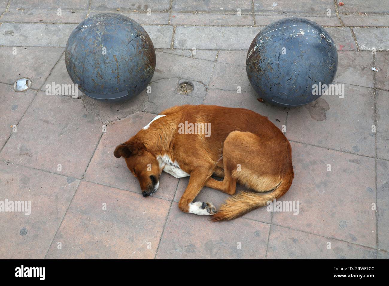 Stray dog in Morocco. Dog sleeping on the sidewalk in Marrakech Stock ...