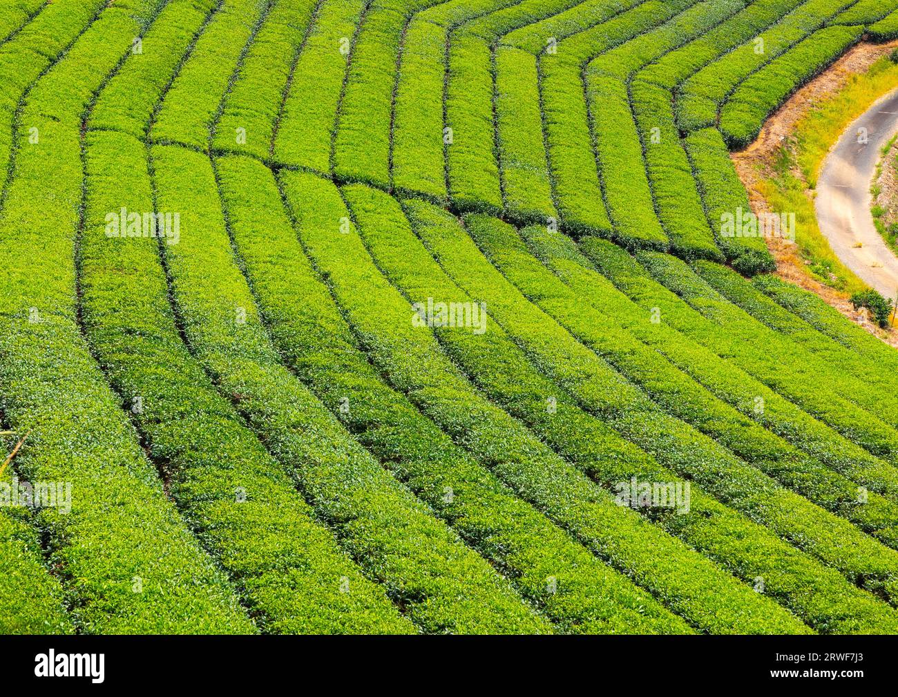 Panoramic view of tea plantations, Kyushu region, Yame, Japan Stock ...