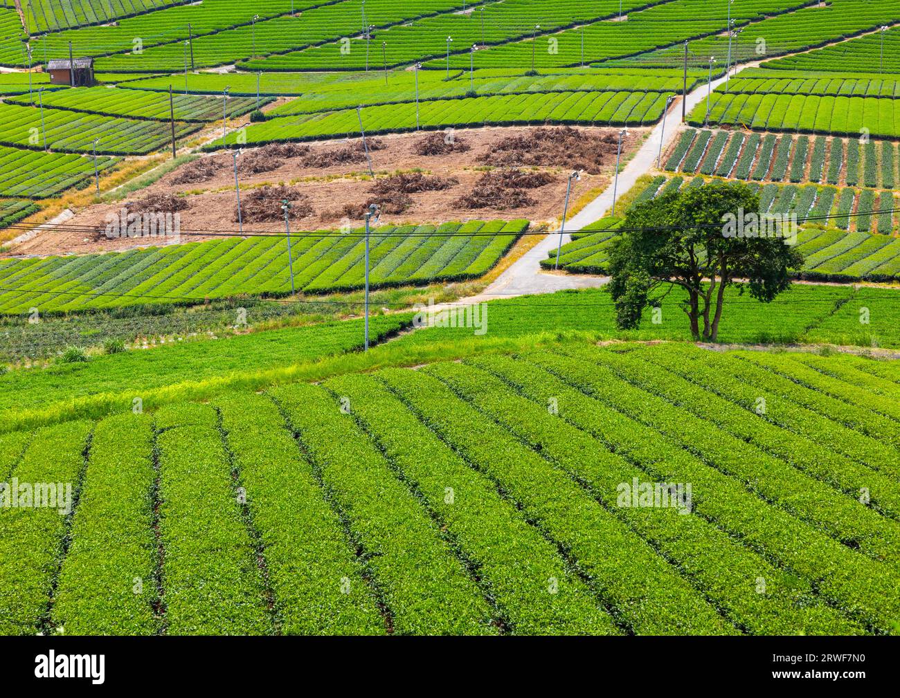 Panoramic view of tea plantations, Kyushu region, Yame, Japan Stock ...