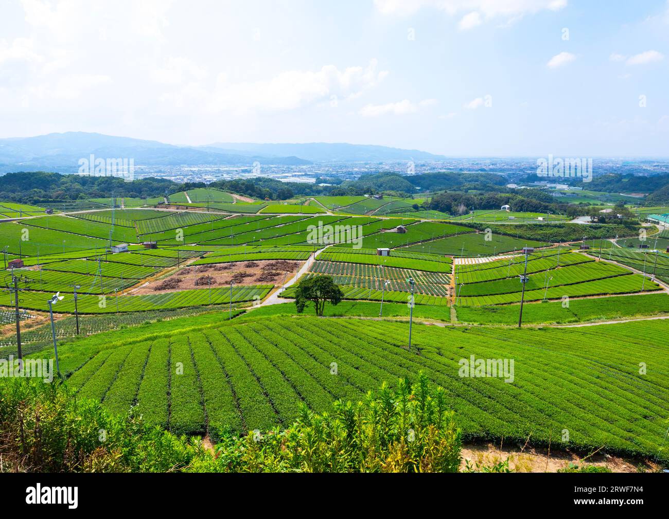 Panoramic view of tea plantations, Kyushu region, Yame, Japan Stock ...