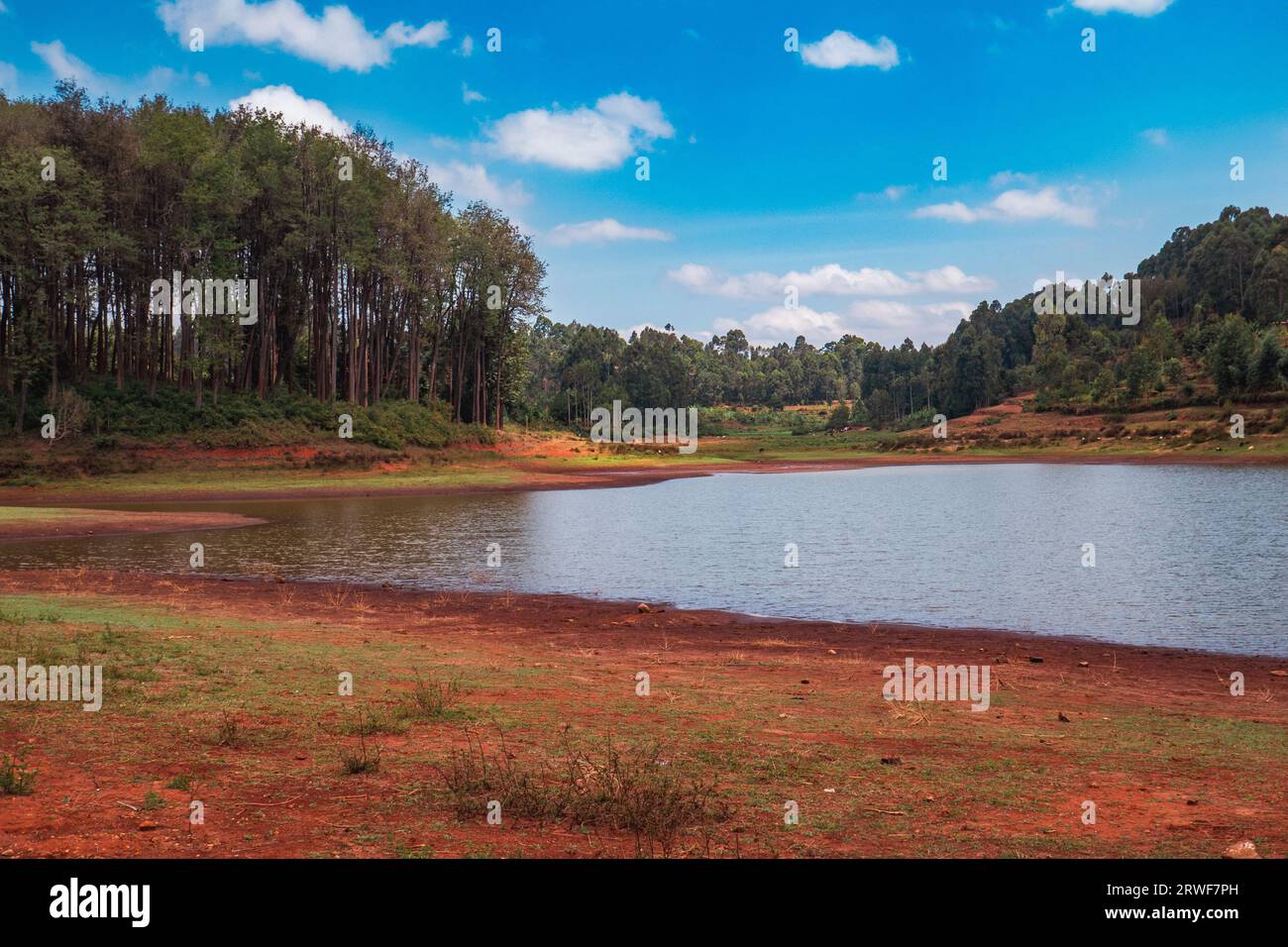 Scenic view of a water dam amidst pine tree forest in Mbooni Forest in ...