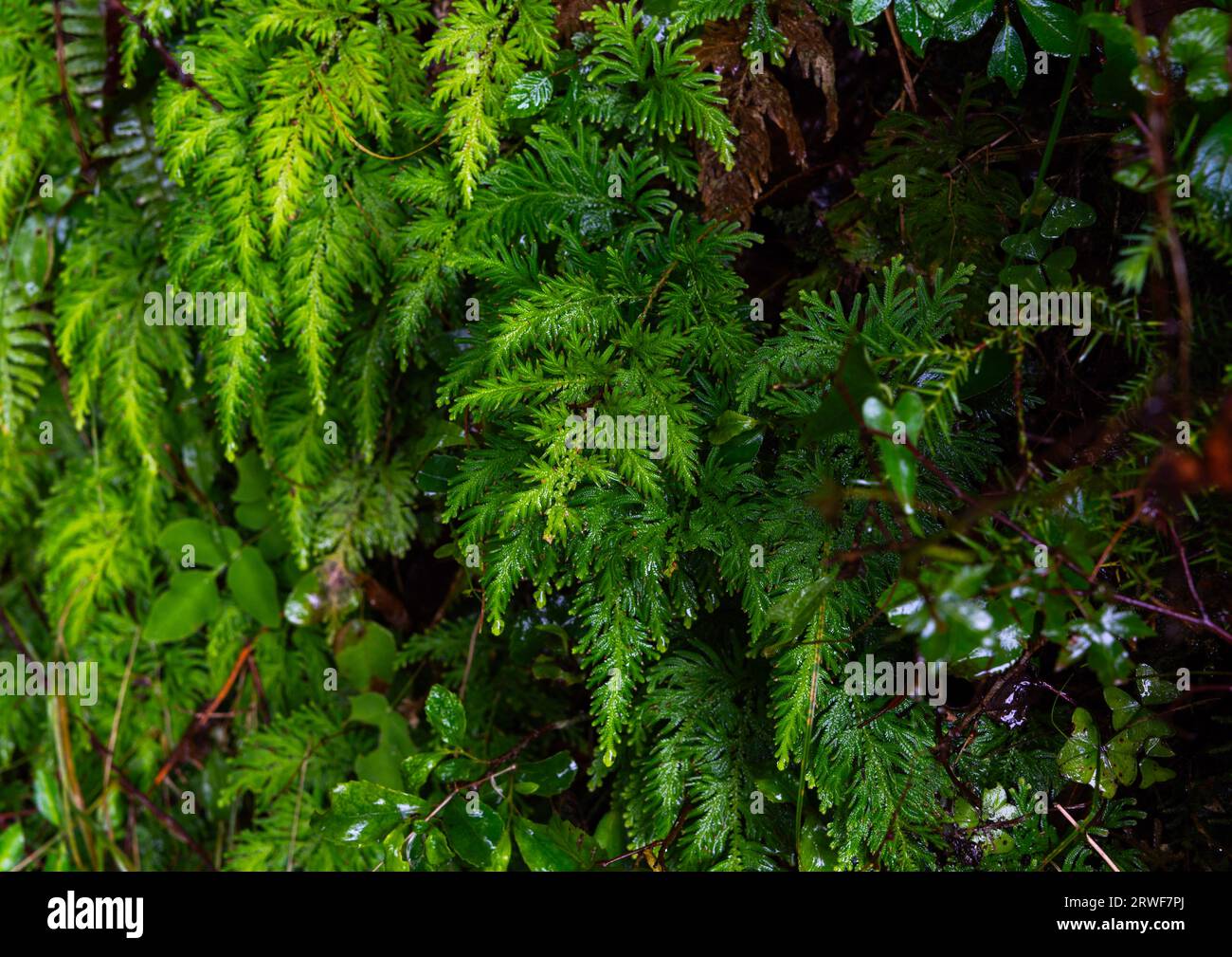Plants in the forest, Shizuoka prefecture, Izu, Japan Stock Photo - Alamy