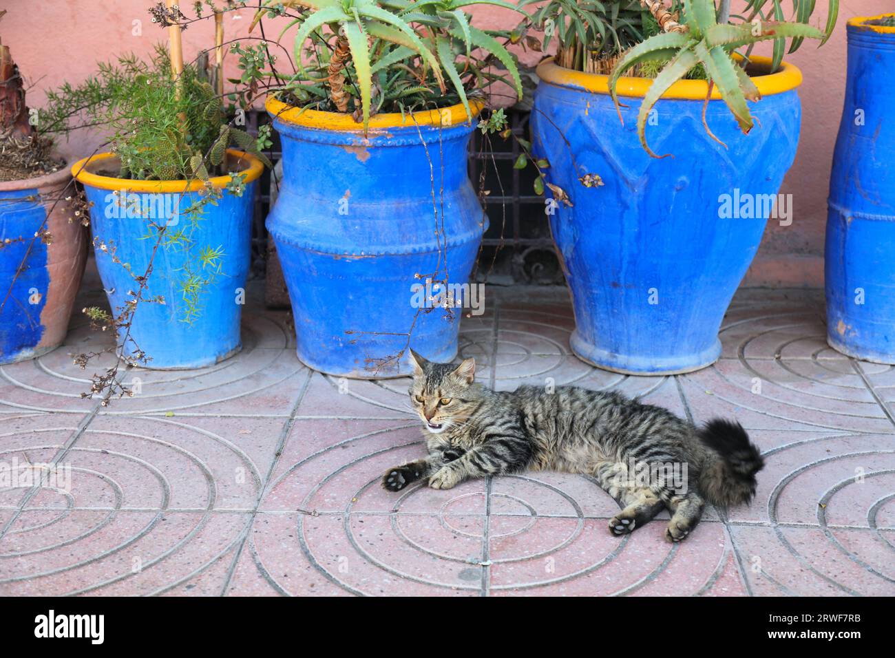 Street cats of Marrakech, Morocco. Meowing tabby cat Stock Photo - Alamy