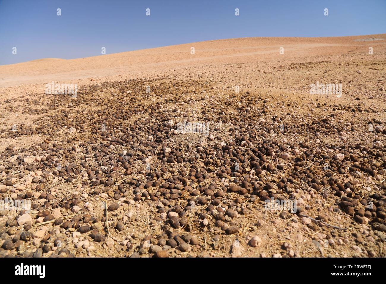 Camel droppings in a desert in Morocco. Camel dung Stock Photo - Alamy