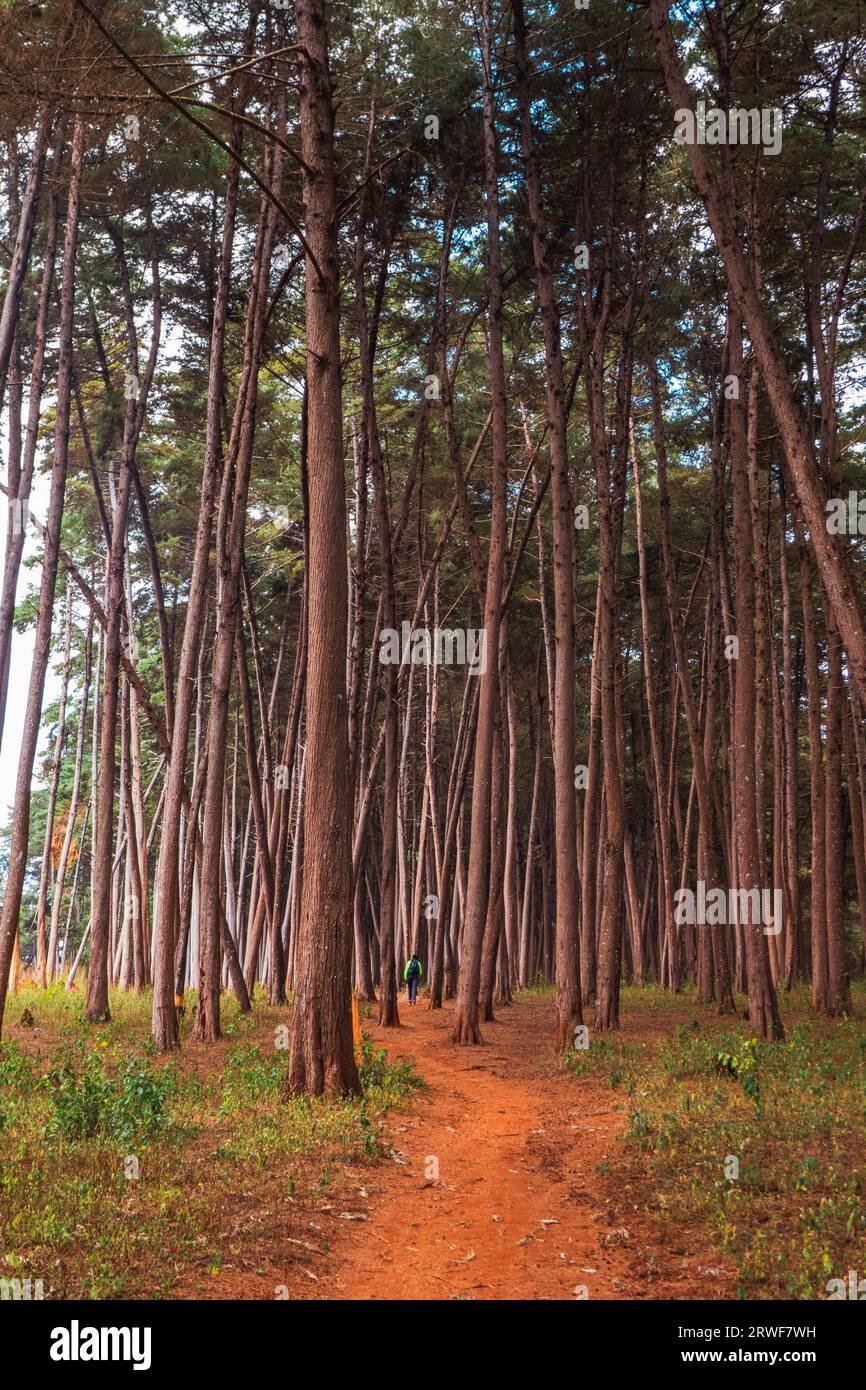 Mbooni forest hi-res stock photography and images - Alamy