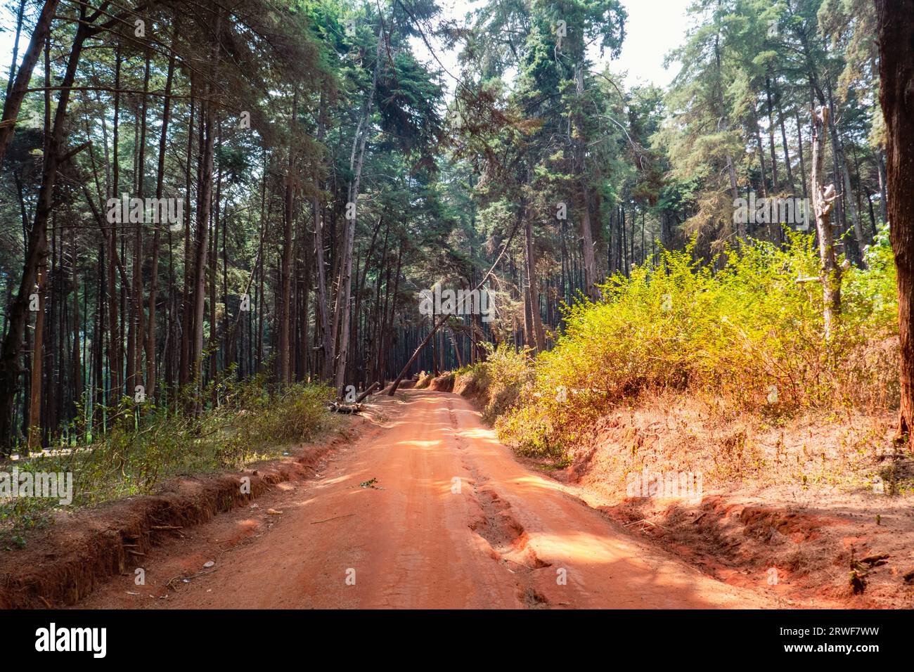 Mbooni forest hi-res stock photography and images - Alamy