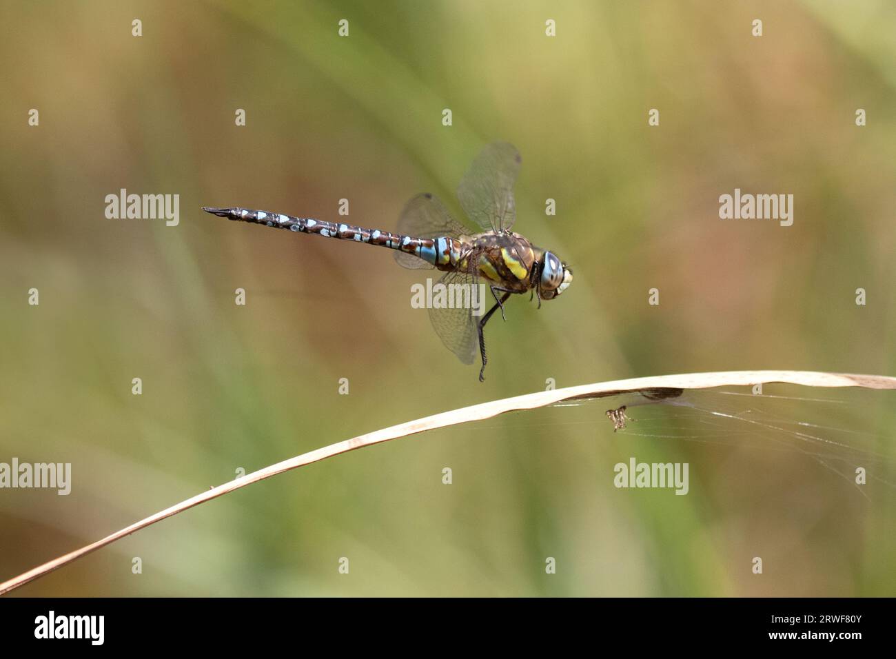 Migrant hawker dragonfly in flight Stock Photo - Alamy