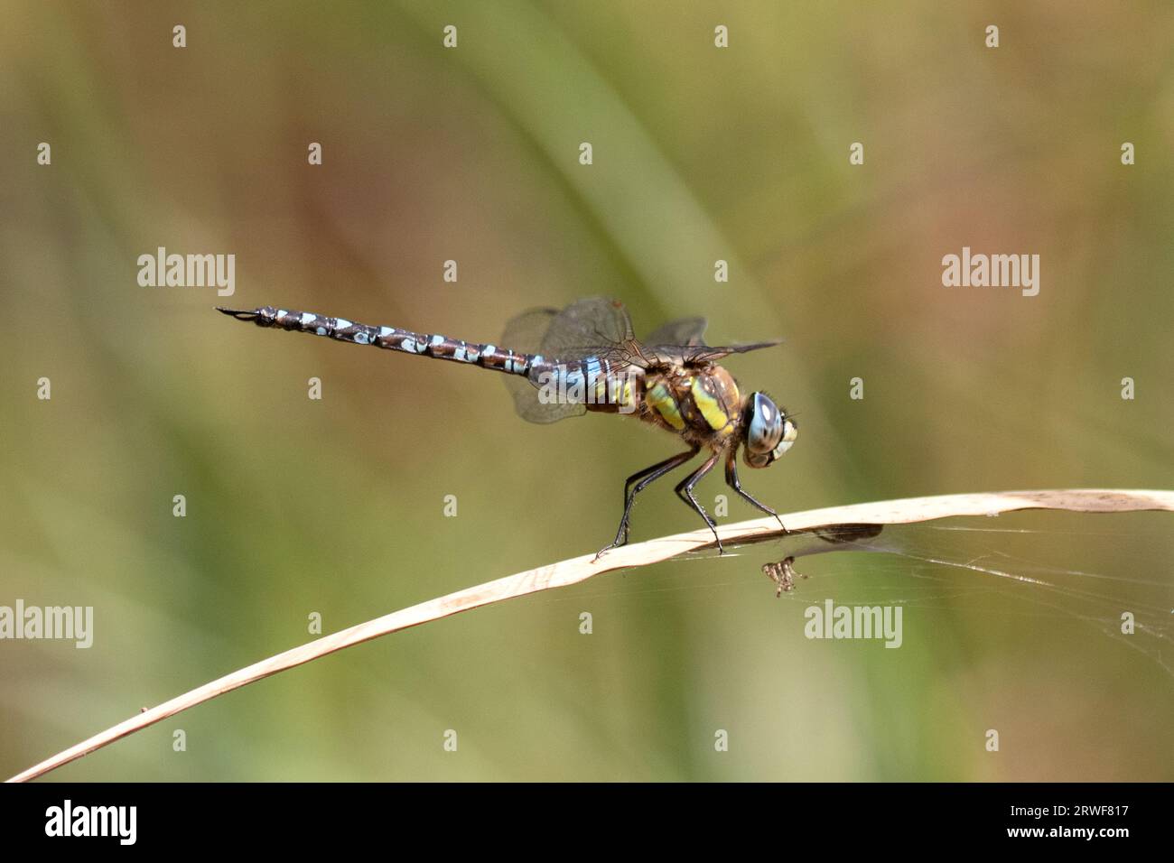 Migrant hawker dragonfly resting Stock Photo - Alamy