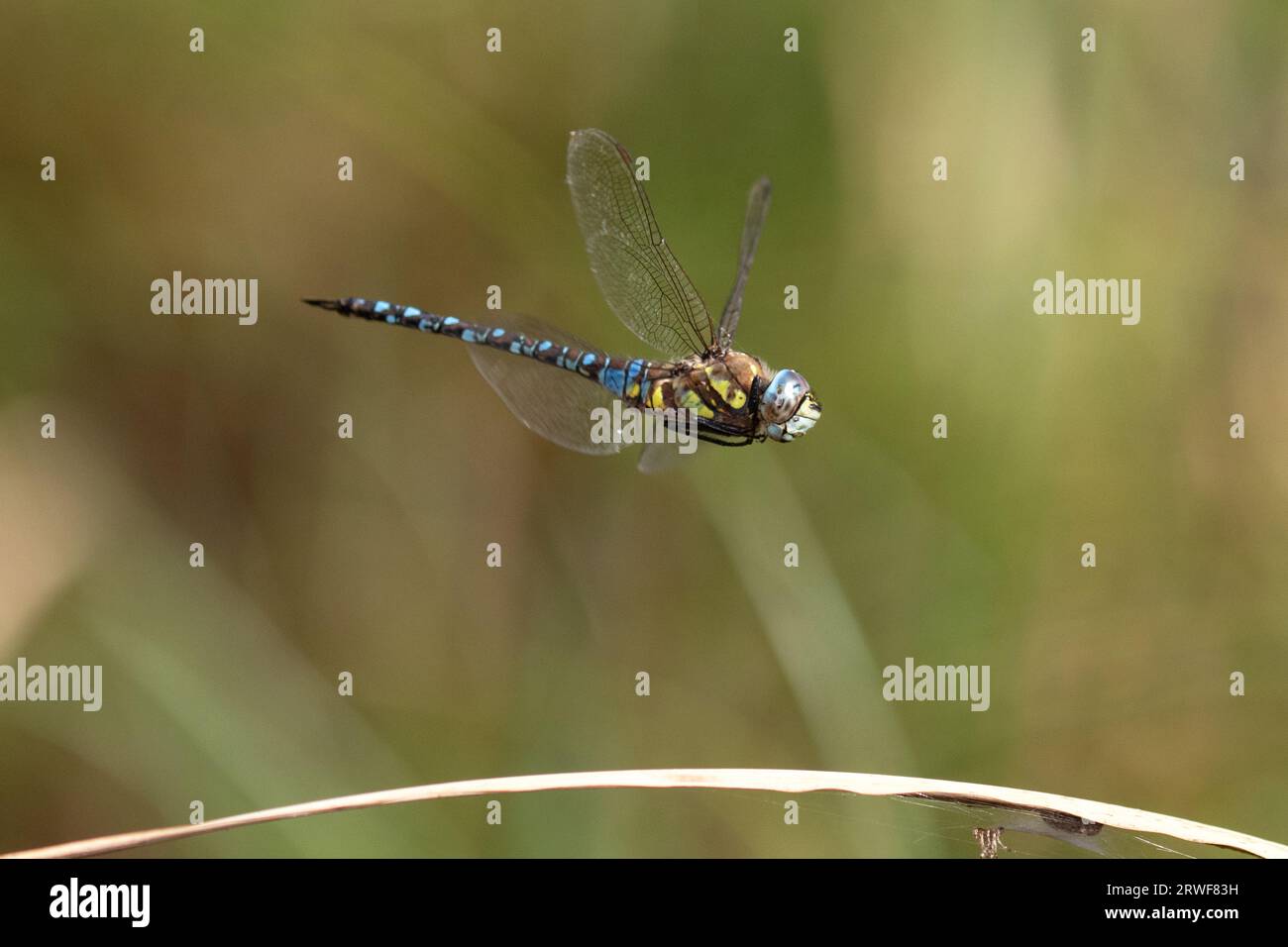 Dragonfly in autumn hi-res stock photography and images - Alamy